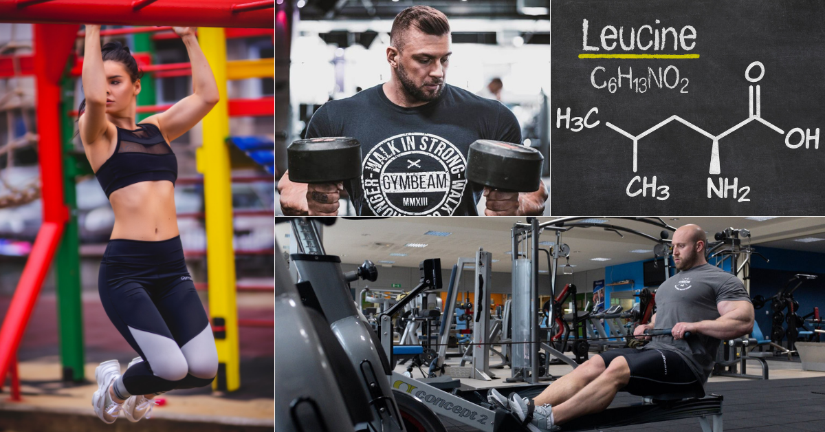 Leucine and its effective use for muscle growth and regeneration ...